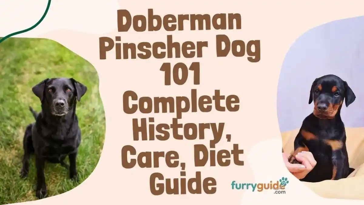 Doberman Pinscher Dog 101: Breed Complete Information, Care