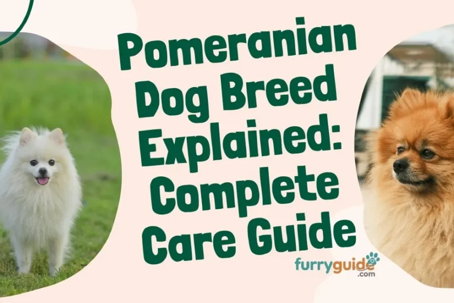 Small Dog Breeds - FurryGuide
